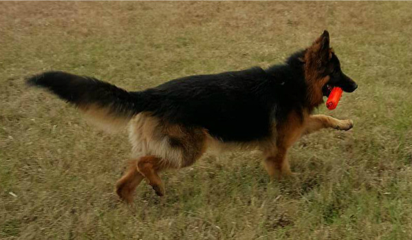 Bear AKA Fluffy - Protection Dogs EliteProtection Dogs Elite